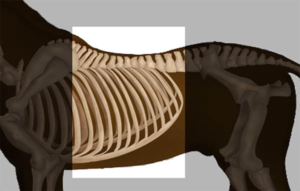 Conformation and Saddle Fit ~ Part 1 ~ Synergist Saddles