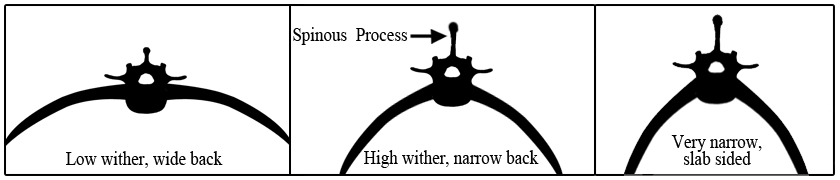 Conformation and Saddle Fit ~ Part 1 ~ Synergist Saddles