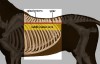 Conformation and Saddle Fit ~ Part 2 - Synergist Saddles